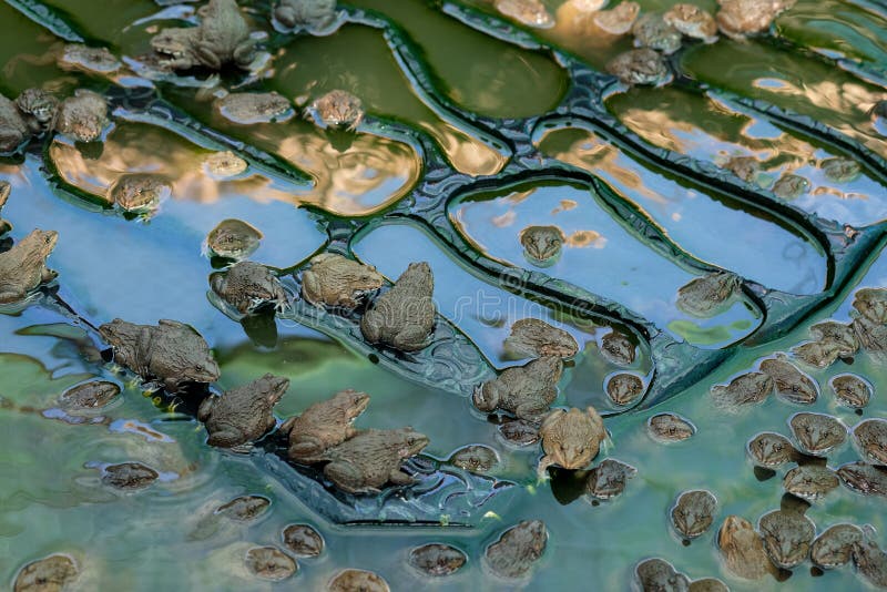 Breeding Frogs in Local Frog Farm. Stock Image - Image of animal ...