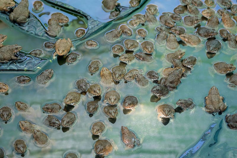 Breeding Frogs in Local Frog Farm. Stock Photo - Image of wildlife ...