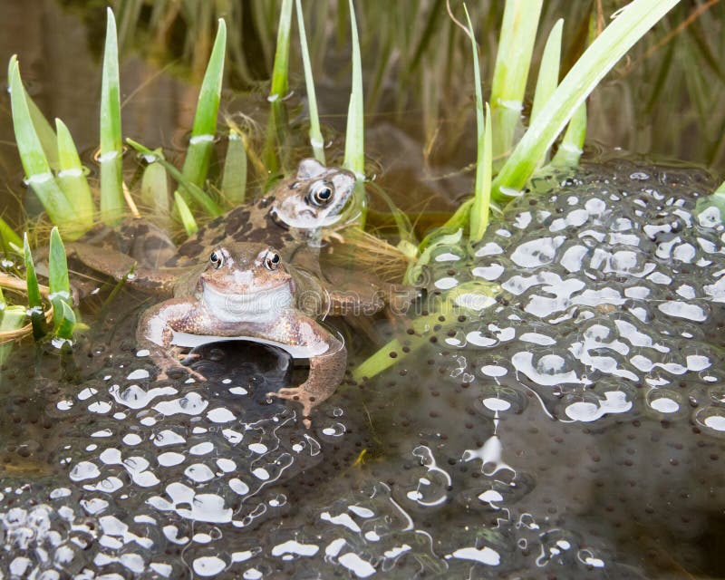 Female Frog Laying Eggs Stock Photos - Free & Royalty-Free Stock Photos ...