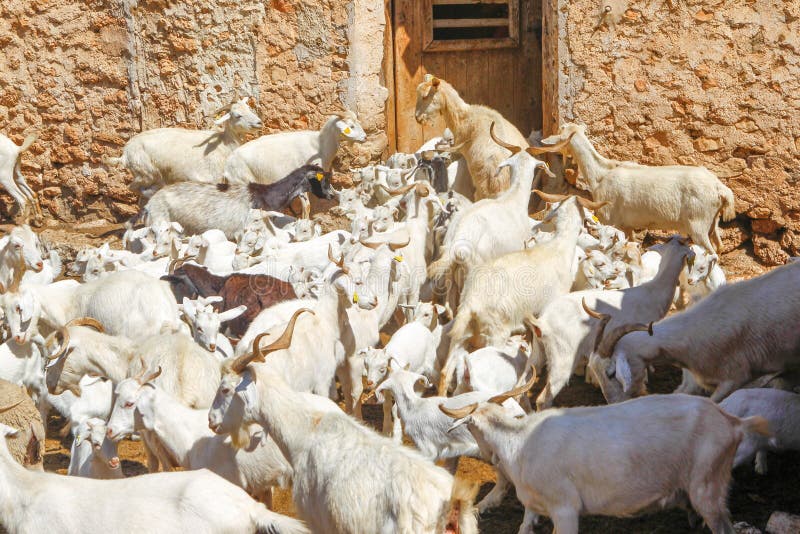 Breeding goats in a farm stock photo. Image of animal - 167093036
