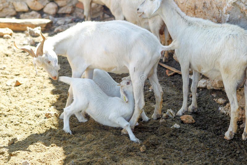 Breeding goats in a farm stock image. Image of goat - 167093047