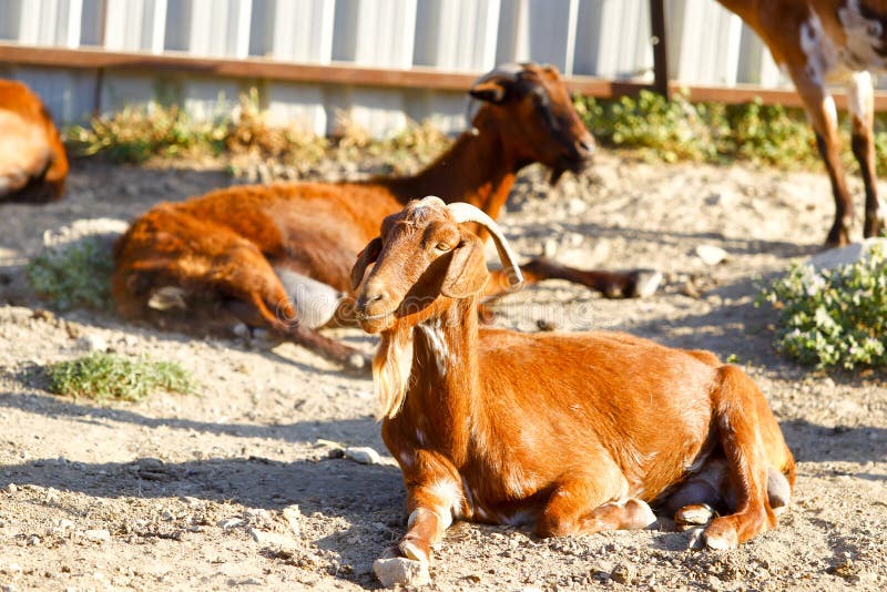 Breeding goats in a farm stock image. Image of flock - 167094055