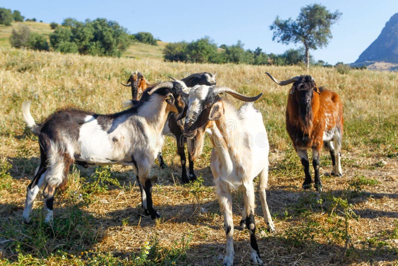 Breeding goats in a farm stock image. Image of animal - 167094171