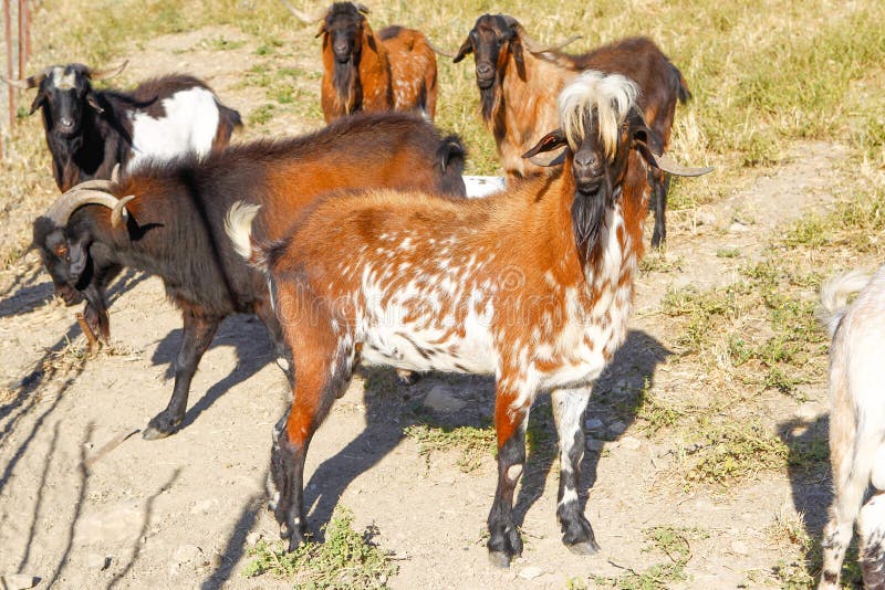 Breeding goats in a farm stock photo. Image of livestock - 167094406
