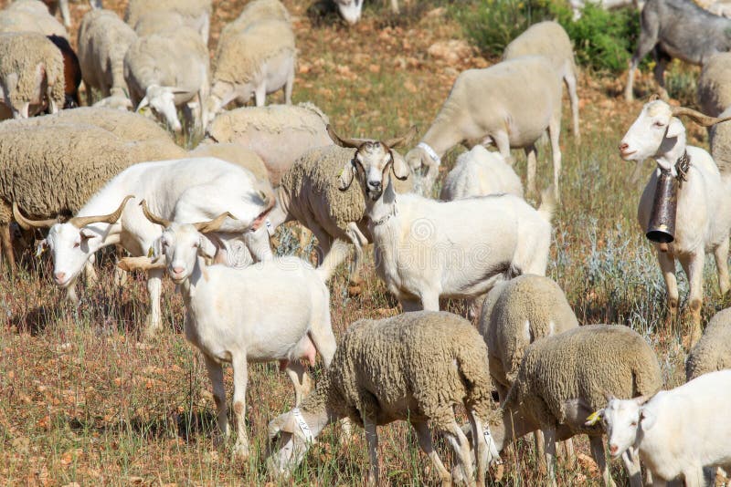 Breeding goats in a farm stock photo. Image of farm - 167094412