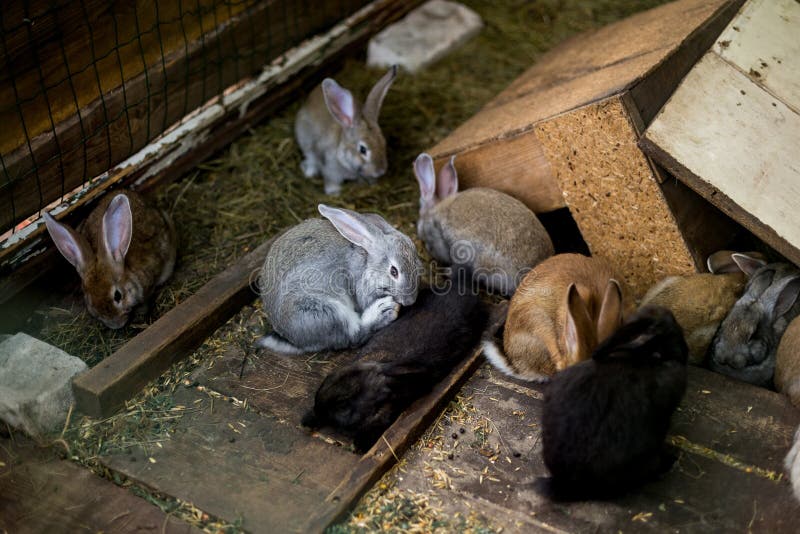Breeding a Group of Rabbits in a Small Shed Stock Image - Image of ...