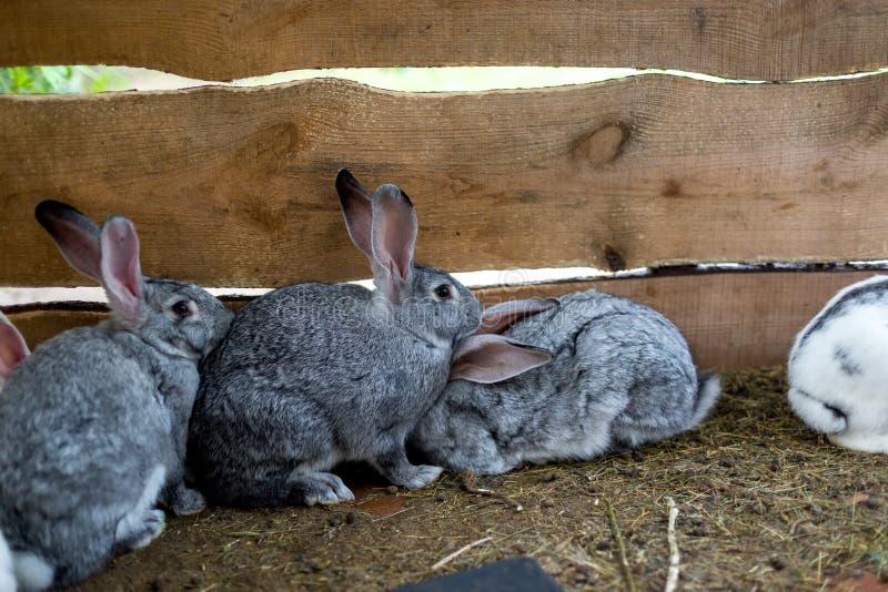 Breeding a Group of Rabbits in a Small Shed Stock Image - Image of ...