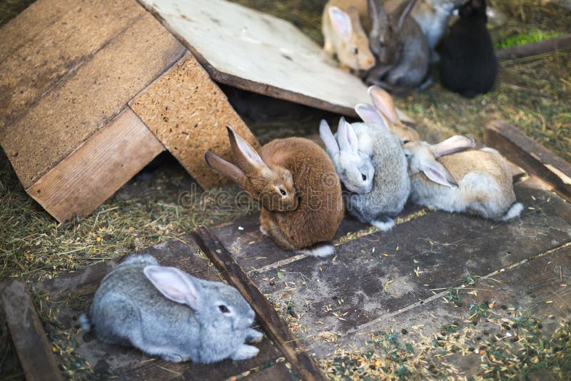 Breeding a Group of Rabbits in a Small Shed Stock Image - Image of cage ...