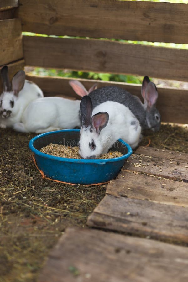 Breeding a Group of Rabbits in a Small Shed Stock Image - Image of ...