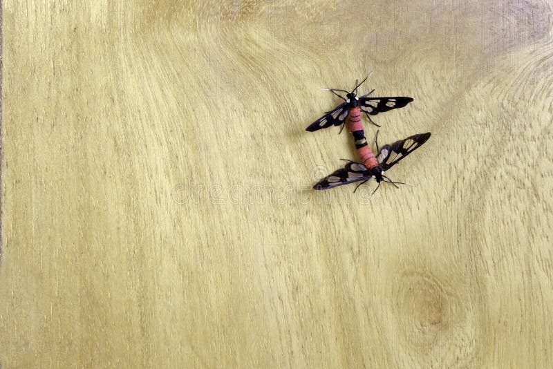 Breeding insect stock photo. Image of macro, detail, breeding - 35981762