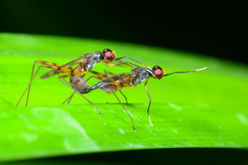 The breeding of insects stock photo. Image of leaf, wildlife - 69401696