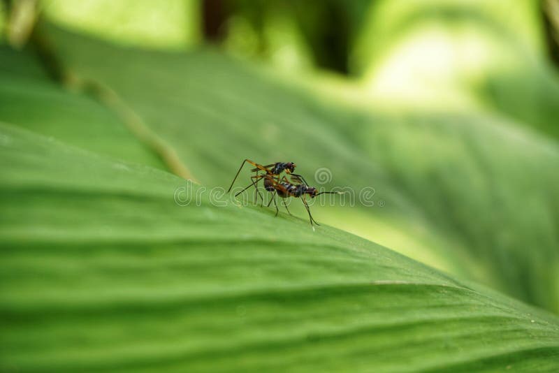 Breeding Insects on the Leaves Stock Photo - Image of invertebrate ...