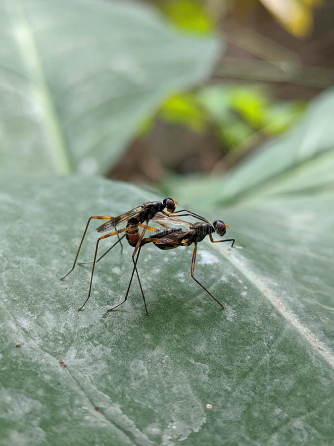 Breeding insects stock photo. Image of leaf, nature - 236191336