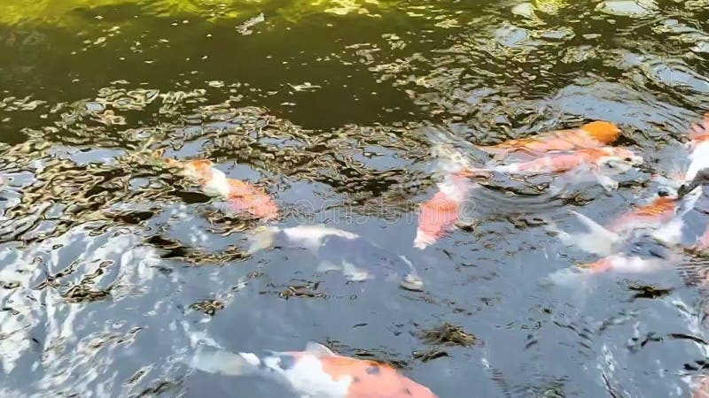 Breeding koi fish stock footage. Video of black, group - 330657240