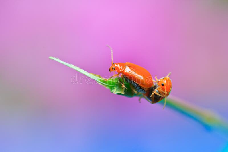 The breeding of lady bugs stock image. Image of nature - 37480145