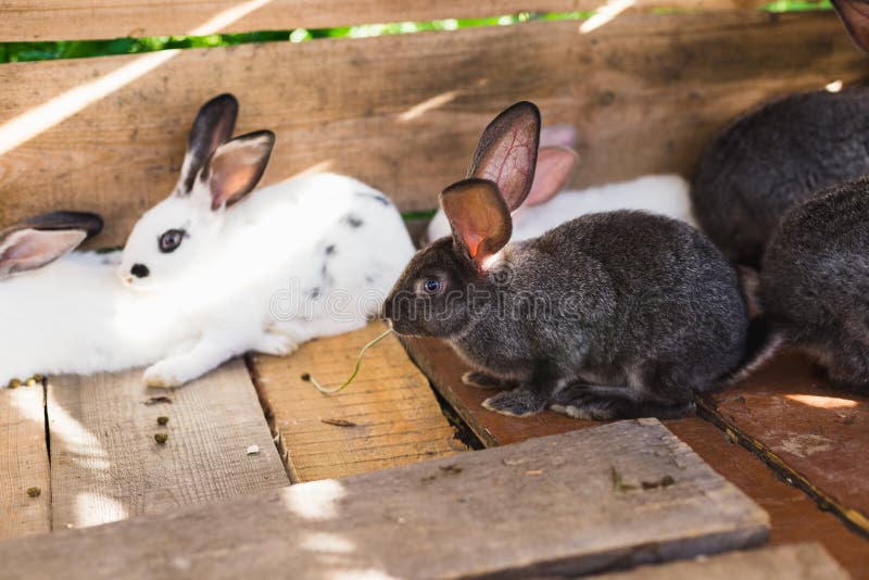 Breeding a Large Group of Rabbits in a Small Shed Stock Image - Image ...