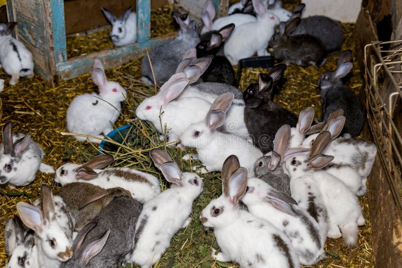 Group of rabbits in a row stock image. Image of brown - 16904315