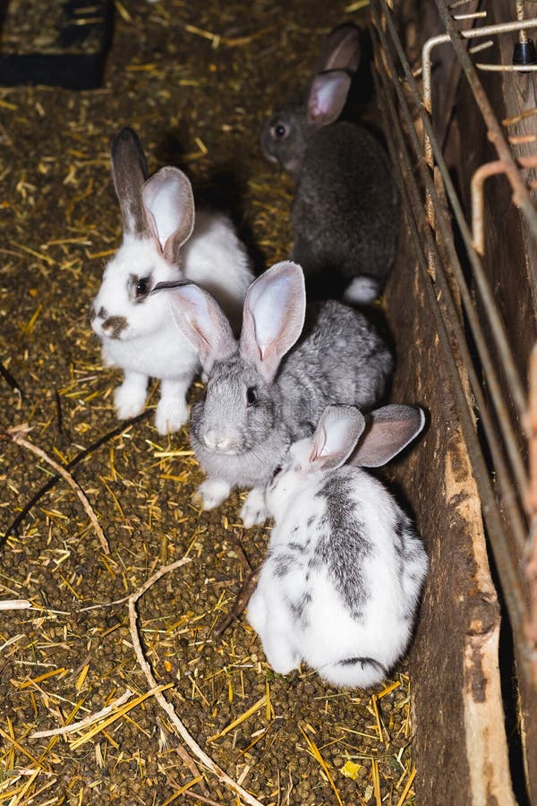 Breeding a Large Group of Rabbits in a Small Shed Stock Image - Image ...