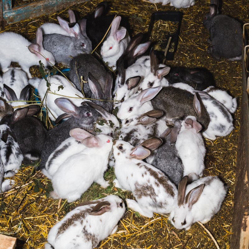Group of rabbits in a row stock image. Image of brown - 16904315