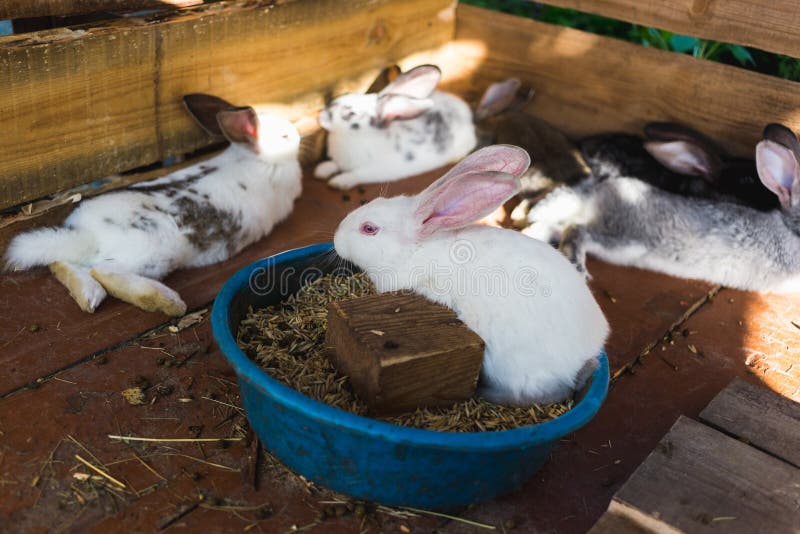 Breeding a Large Group of Rabbits in a Small Shed Stock Photo - Image ...
