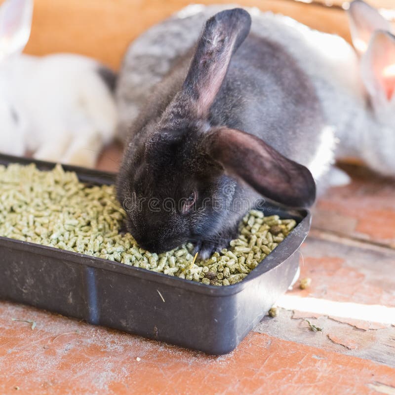 Breeding a Large Group of Rabbits in a Small Shed Stock Image - Image ...