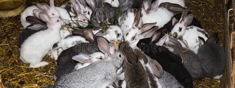 Group of rabbits in a row stock image. Image of brown - 16904315