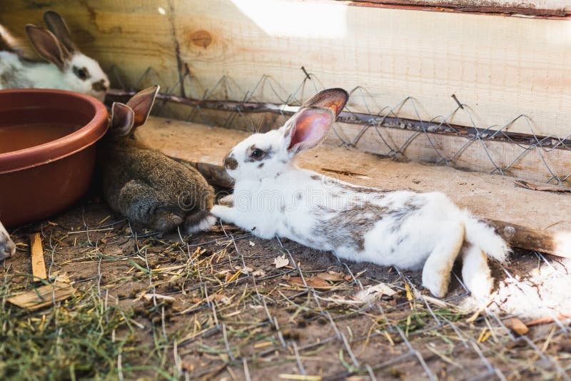 Breeding a Large Group of Rabbits in a Small Shed Stock Photo - Image ...