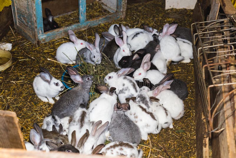 Breeding a Large Group of Rabbits in a Small Shed Stock Image - Image ...