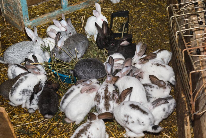Group of rabbits in a row stock image. Image of brown - 16904315