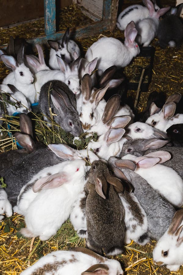 Breeding a Large Group of Rabbits in a Small Shed Stock Photo - Image ...