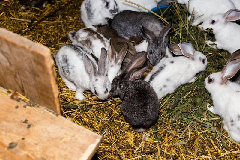 Breeding a Large Group of Rabbits in a Small Shed Stock Image - Image ...