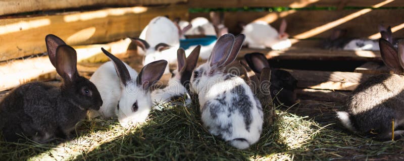 Breeding a Large Group of Rabbits in a Small Shed Stock Photo - Image ...