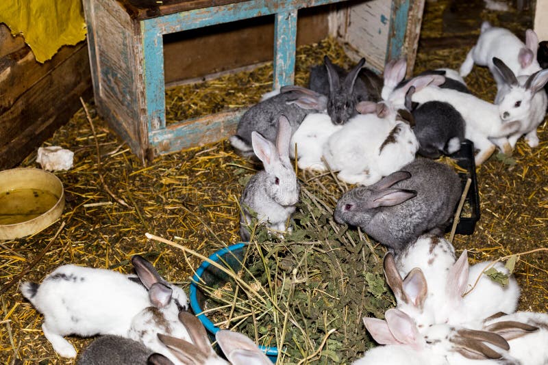 Group of rabbits in a row stock image. Image of brown - 16904315