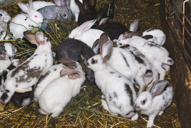 Group of rabbits in a row stock image. Image of brown - 16904315