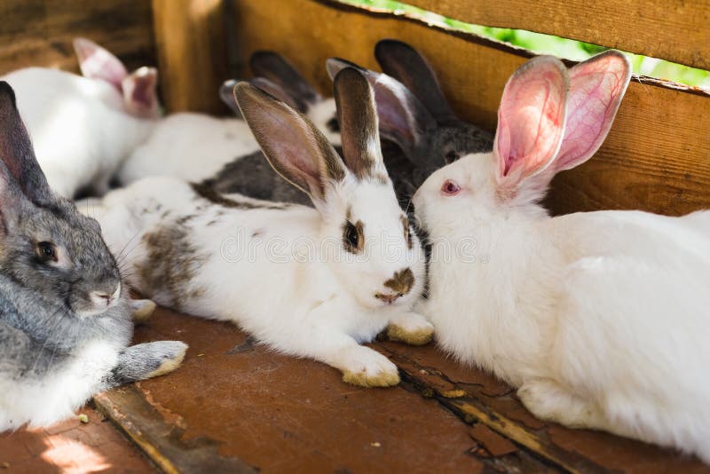 Group of rabbits in a row stock image. Image of brown - 16904315