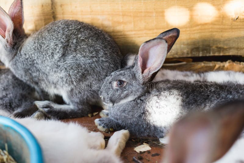 Breeding a Large Group of Rabbits in a Small Shed Stock Photo - Image ...