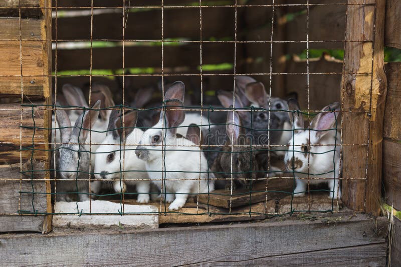Breeding a Large Group of Rabbits in a Small Shed Stock Photo - Image ...
