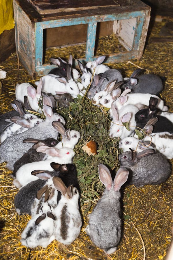 Breeding a Large Group of Rabbits in a Small Shed Stock Photo - Image ...