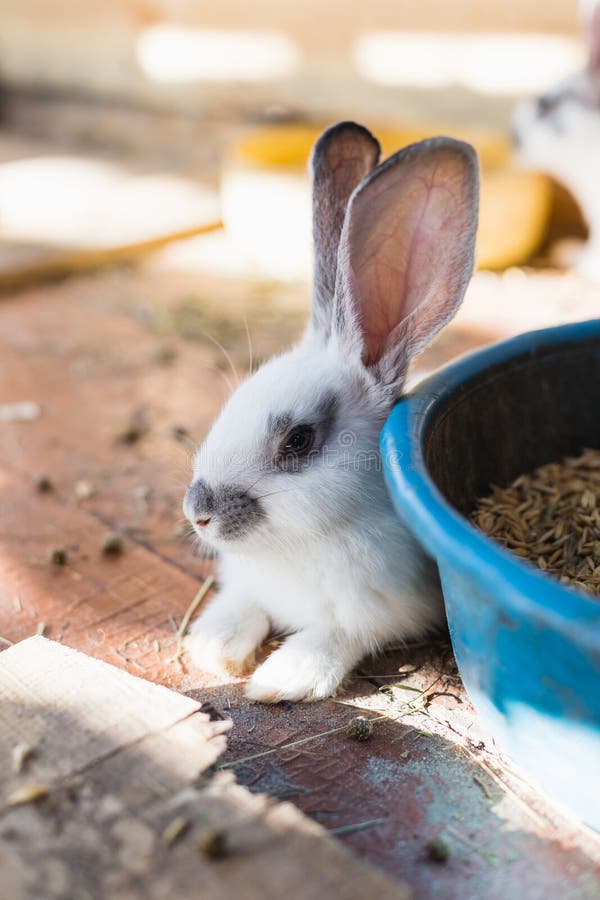Breeding a Large Group of Rabbits in a Small Shed Stock Photo - Image ...