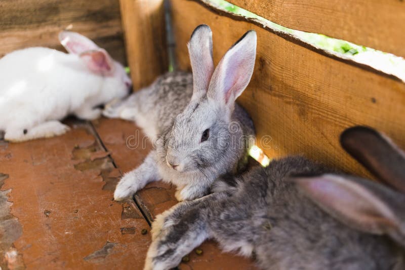 Group of rabbits in a row stock image. Image of brown - 16904315