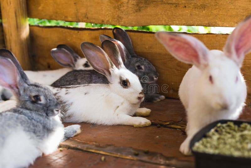 Breeding a Large Group of Rabbits in a Small Shed Stock Image - Image ...