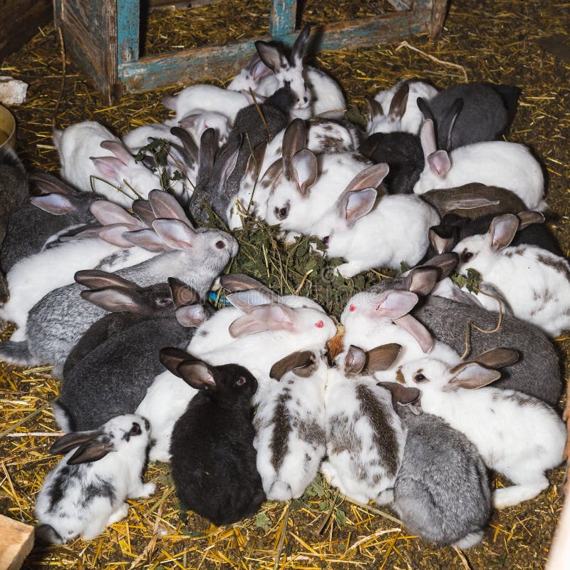 Group of rabbits in a row stock image. Image of brown - 16904315