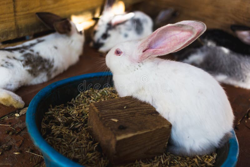 Breeding a Large Group of Rabbits in a Small Shed Stock Photo - Image ...
