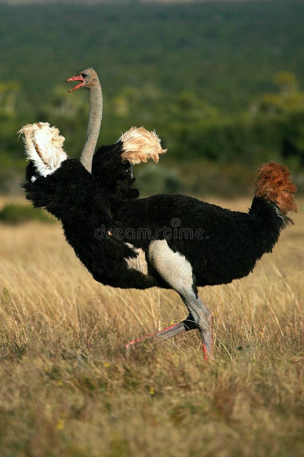 Ostrich Breeding Pair stock photo. Image of looking, bird - 13753180