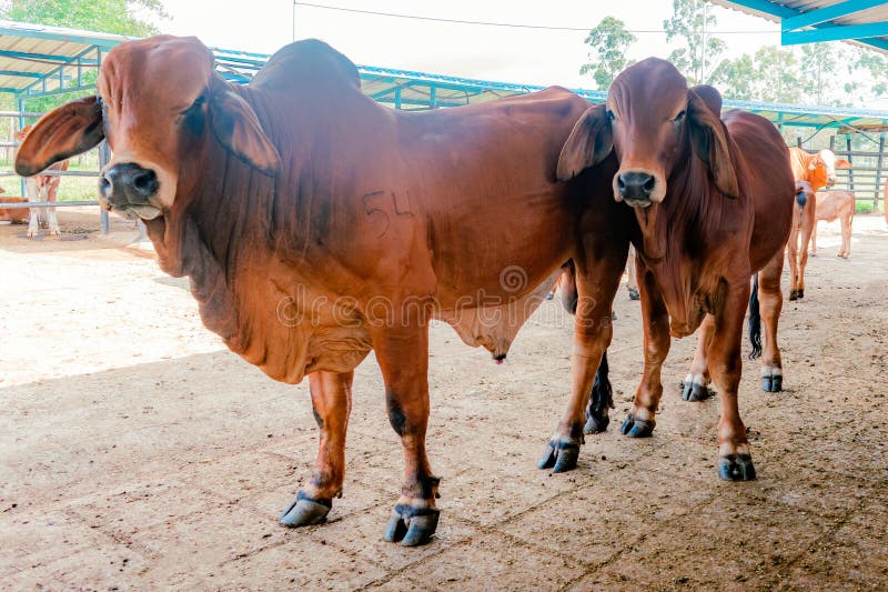 Breeding Males of Red Brahman Breed Stock Photo - Image of mammal ...