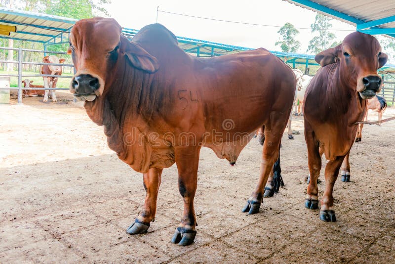 Breeding Bull of Red Brahman Breed Stock Image - Image of farming ...