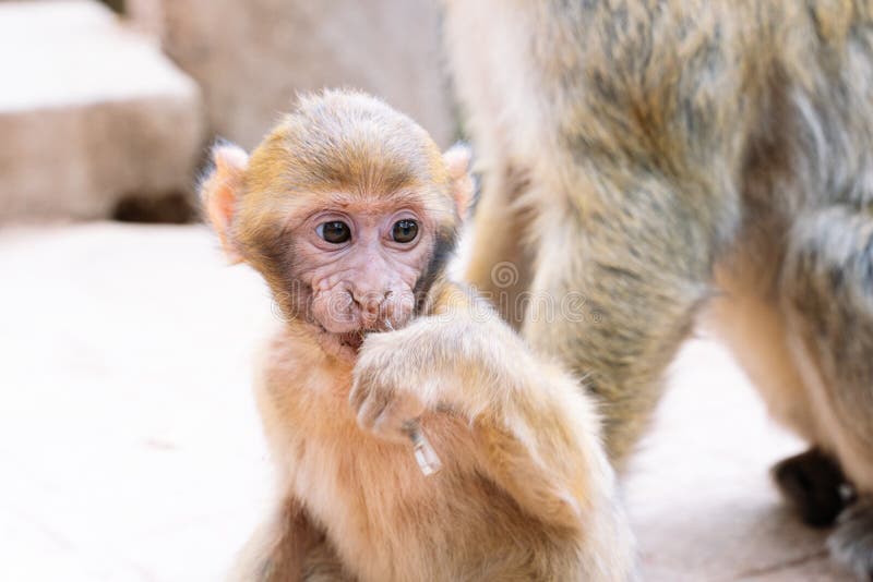 Breeding Monkey Eating in Front of Other Monkeys Stock Photo - Image of ...