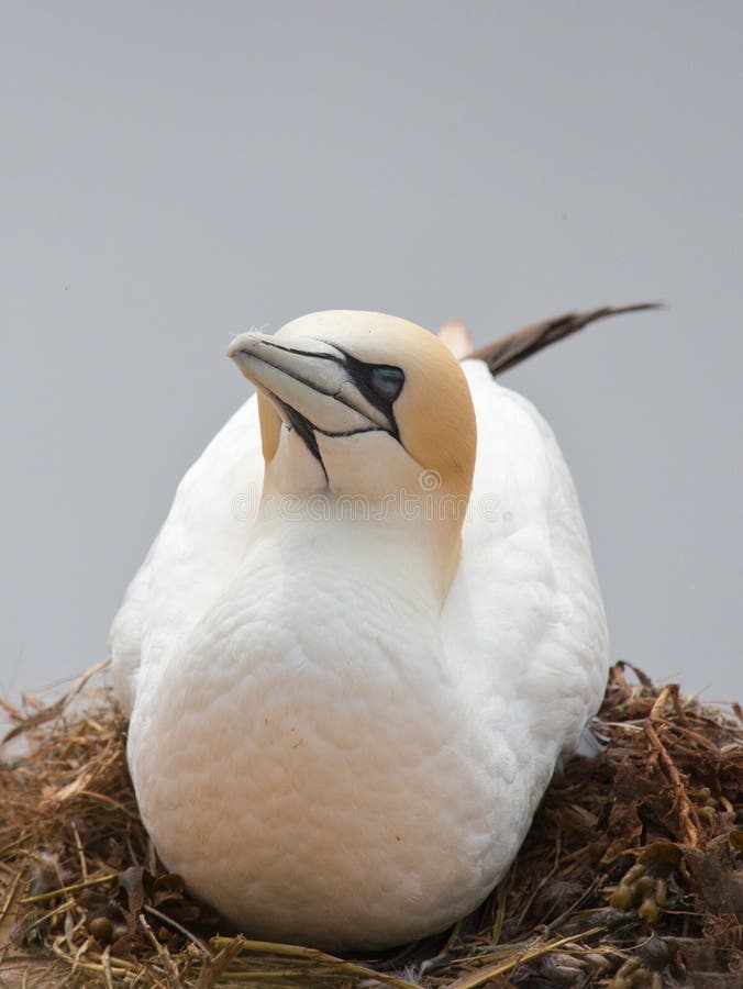 Breeding Northern Gannet stock photo. Image of wings - 40756842