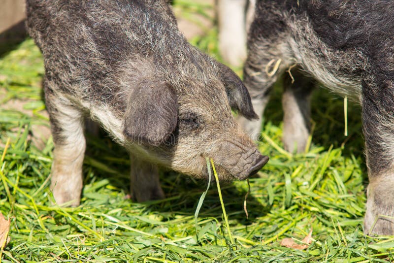Breeding piglet eats grass stock image. Image of pigs - 46744483