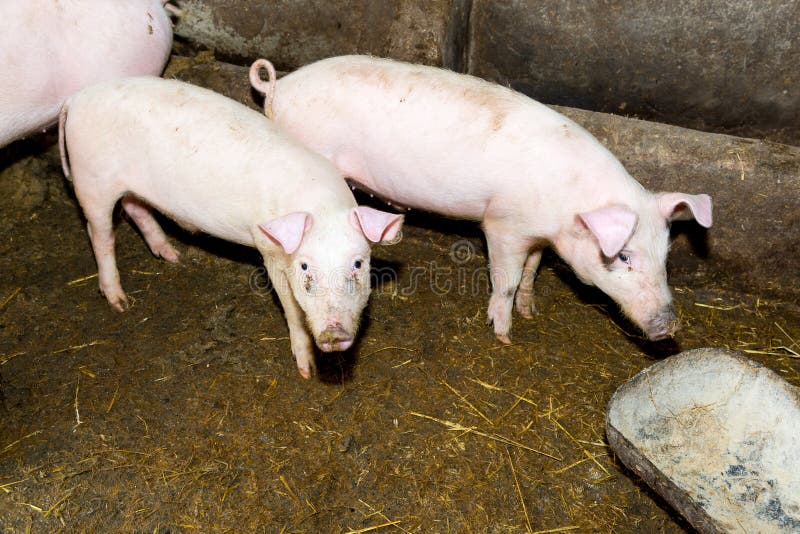 Breeding Pigs on the Farm. Pig Flu. Stock Photo - Image of barn, mammal ...